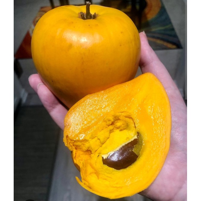 pokok buah mentega , pokok buah | Shopee Malaysia