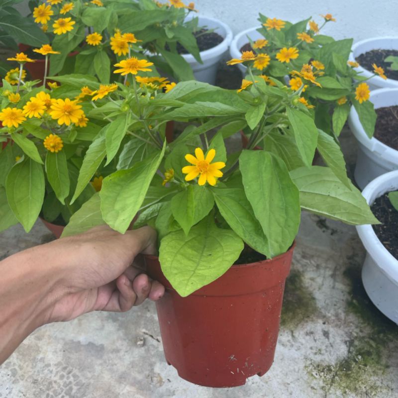 Melampodium Butter Daisy / Pokok Bunga Hidup / POT 150 | Shopee Malaysia