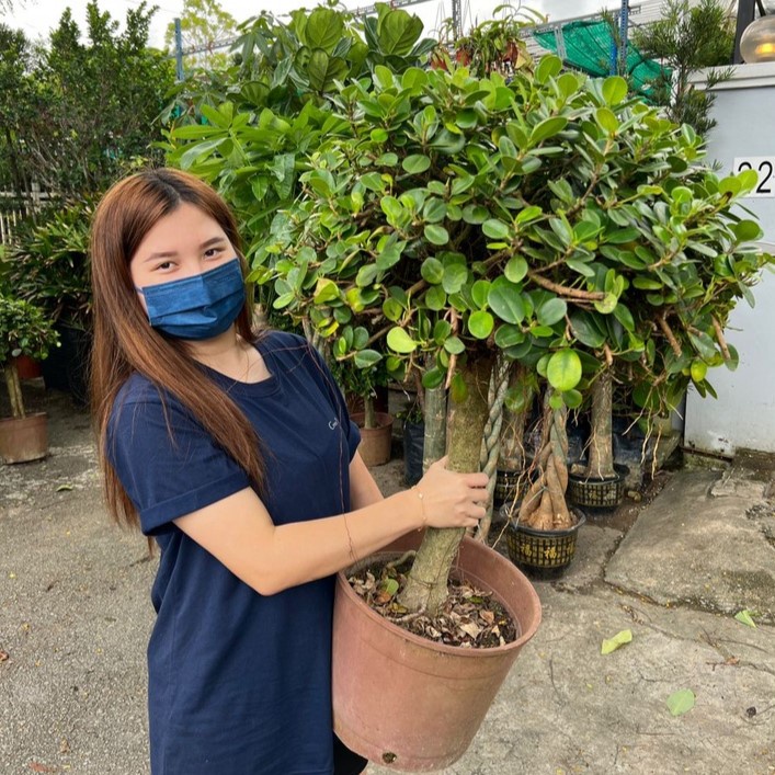 GPS Green Plant Society Live Tree Ficus Macrocarpa Ficus Money 金钱树 ...