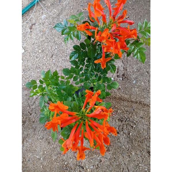 Bunga Tekomaria Capensis I Bunga Loceng Kuning I Oren | Shopee Malaysia