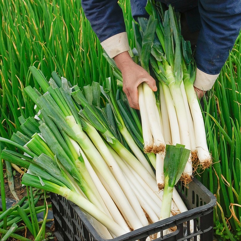 Scallion - 200± Biji Benih Spring Onions /Spring Onions Long White ...