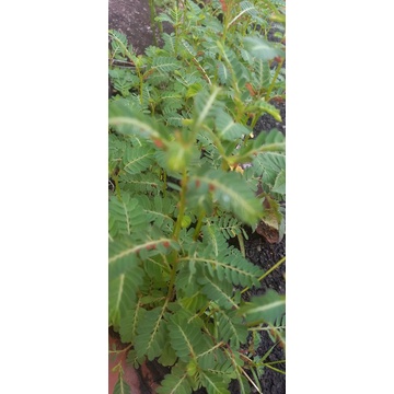 herba dukung anak,pokok mutiara(fresh cut berakar,boleh semai semula ...