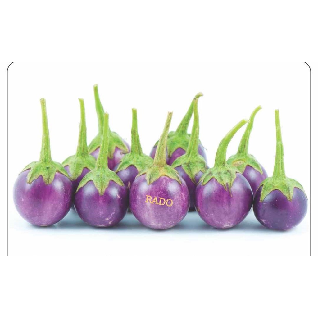 RADO 73 Small Purple Eggplant Seeds 0.5g 迷你紫茄种子Biji Benih Terung Bulat ...