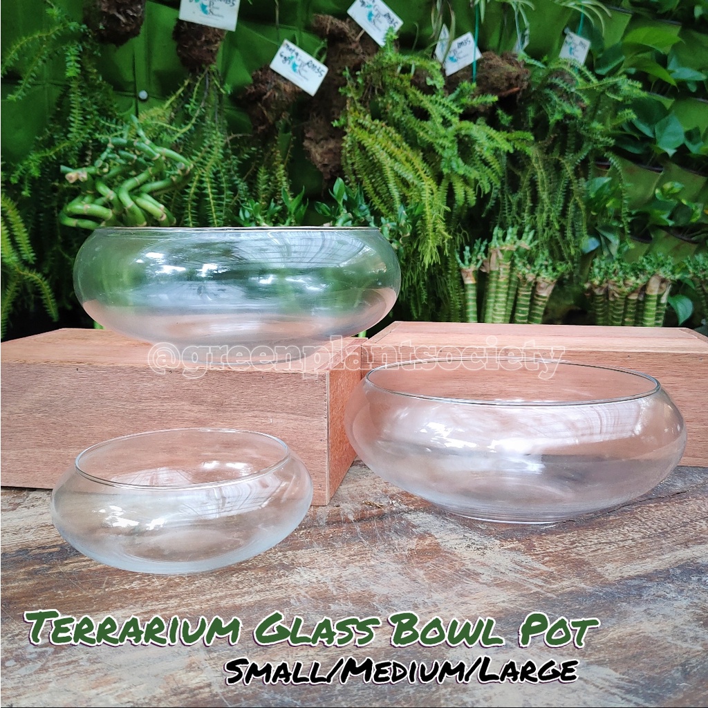 GPS Green Plant Society GPOT High Quality Flat Shallow Wide Mouth Glass ...