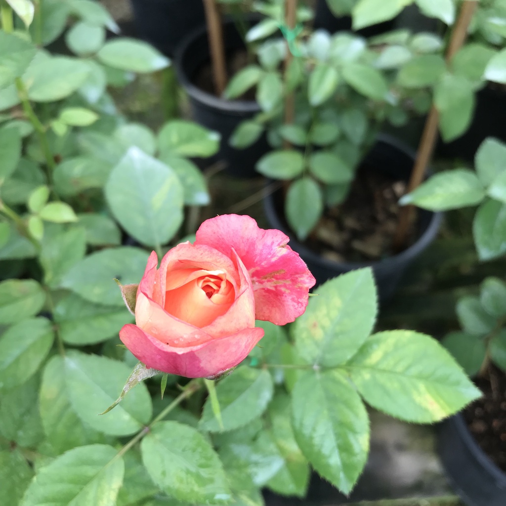Pokok Bunga Ros Kampung Mawar Rose plant tahan panas Rose Flower With ...