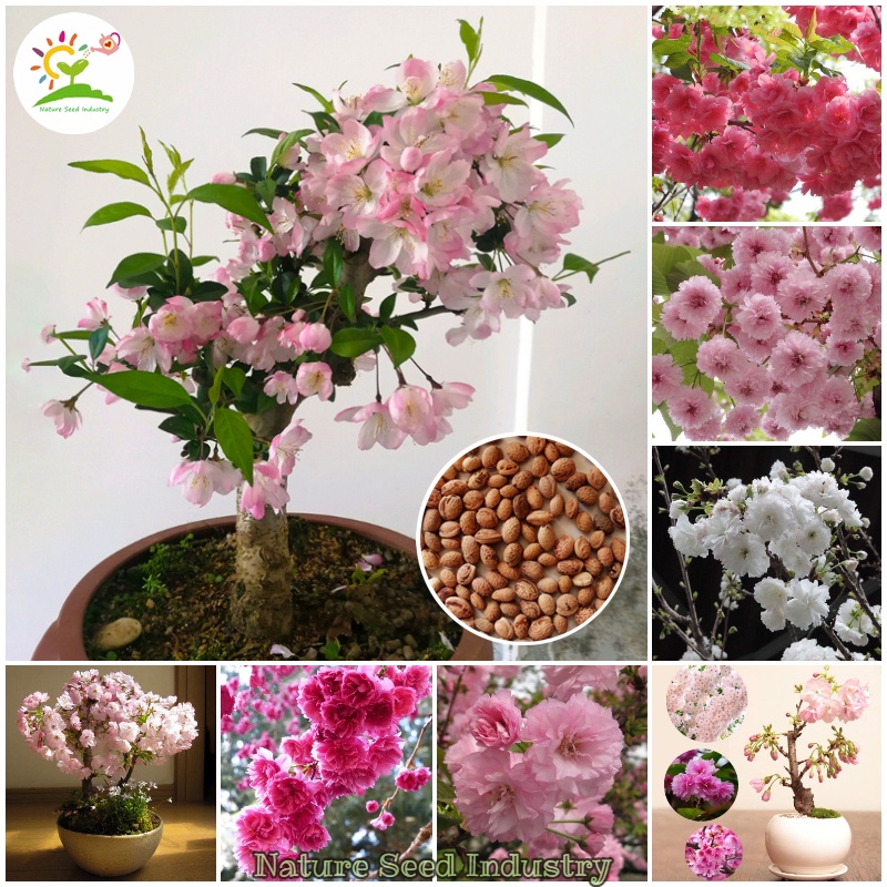 Sakura Seeds for Planting 10 seeds Suitable for Growing Japanese Cherry ...