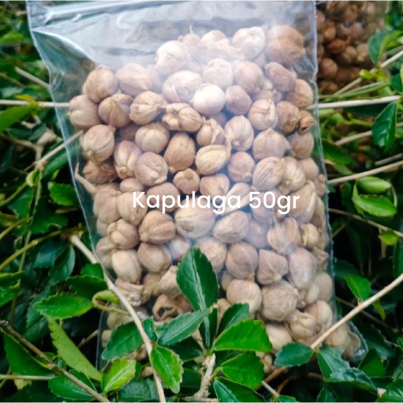Cardamom 50gr Javanese Cardamom Clean Cardamom Without Bleach | Shopee ...