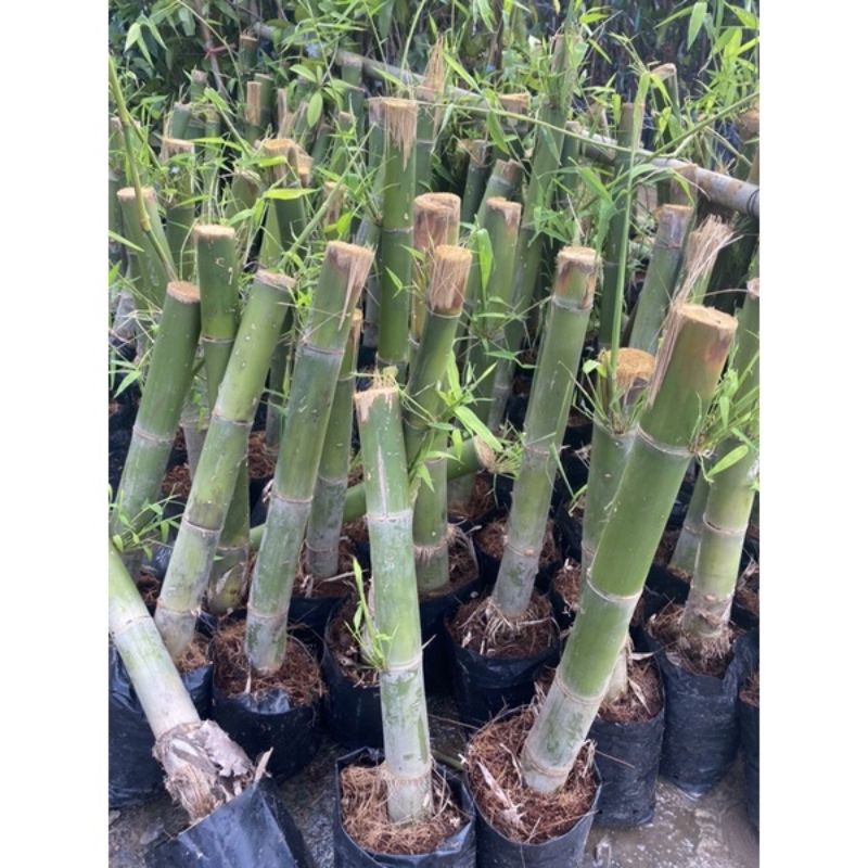 Anak pokok buluh madu thai/ rebung manis | Shopee Malaysia