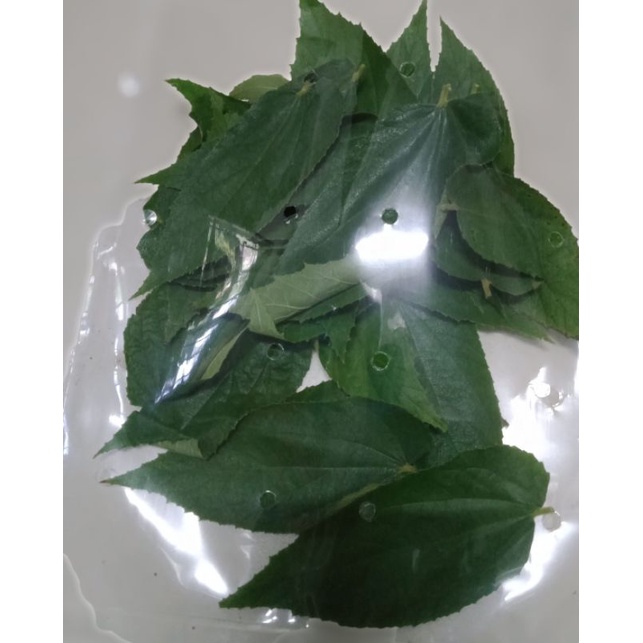 daun kersen, pokok herba | Shopee Malaysia