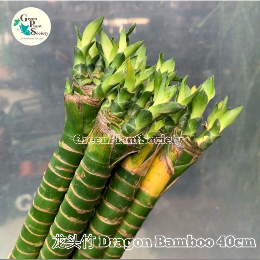 GPS Green Plant Society live plant CNY Dragon Bamboo 40cm/60cm 龙头竹 ...