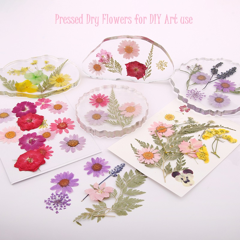Pressed Dry Flowers Set for DIY Epoxy UV Resin Art Bunga Kering Real ...