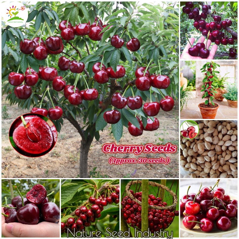 Sweet Cherry Seeds For Planting 10 Seeds bag Bonsai Fruit Tree Live