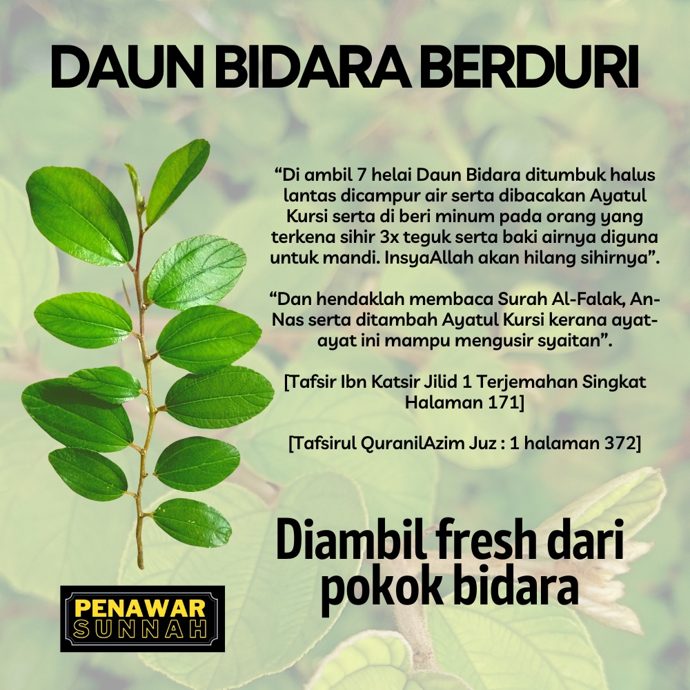 Daun Bidara Berduri Ruqyah Perubatan Minyak Bidara Terapi Bidara Herba ...