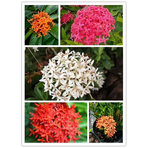 ixora ^ bunga pokok hidup hiasan rumah luar live outdoor house plant ...