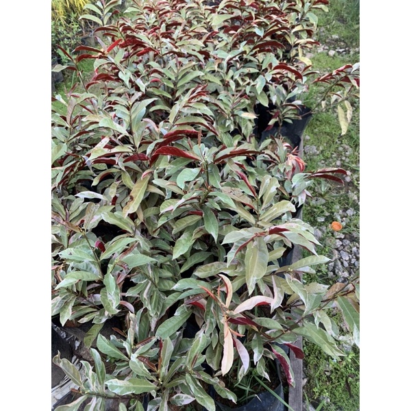 pokok Excoecaria cochinchinensis Chinese croton, blindness tree, buta ...