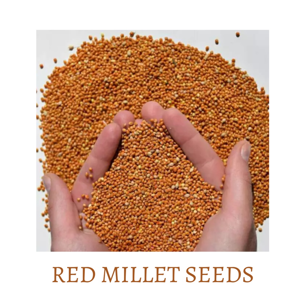 Red Millet Birdseed 1 kilo Repacked for Finches Albs Budgies Parrot ...