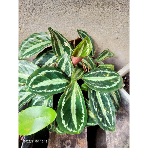 Pokok Bunga Calathea, pokok shj | Shopee Malaysia