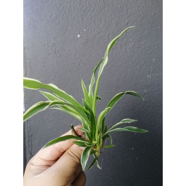 Anak Pokok Spider Plant | Shopee Malaysia