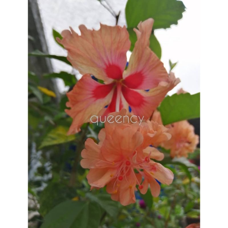 Anak Pokok Bunga Raya Peach Berlapis | Shopee Malaysia