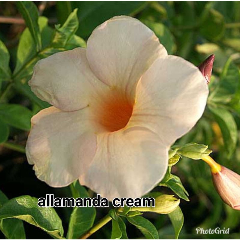 KKB Allamanda Violacea Cream, Alamanda Cream | Shopee Malaysia