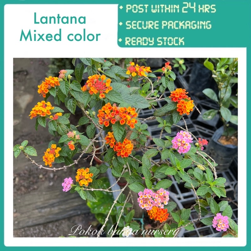 PBN - lantana mixed color - Pokok kawin bunga hidup nursery warna ...