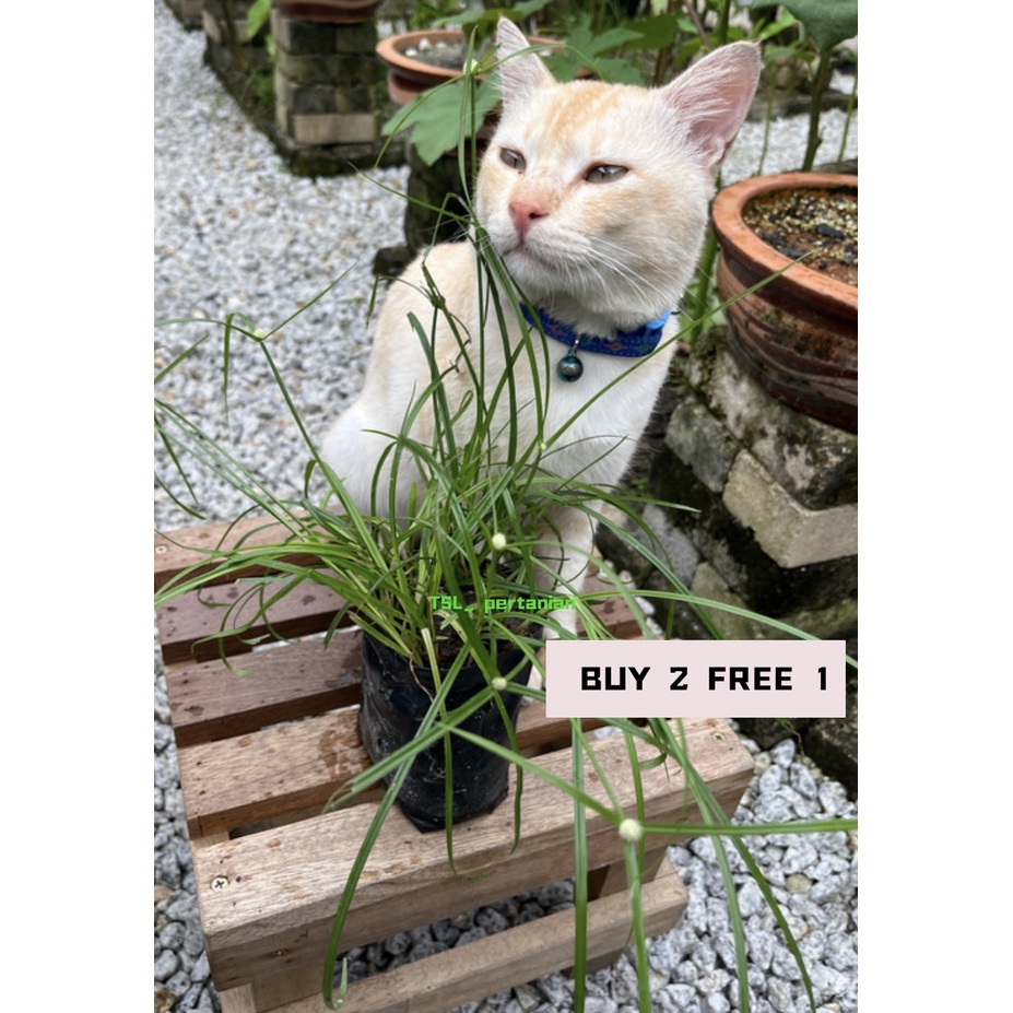 1 Pasu（BUY 2 FREE 1） Rumput Kucing / Rumput Helikopter / Rumput Mata Lalat / Rumput Pendul ...