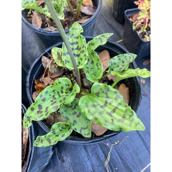 African False Hosta Plant ( Pokok Keladi Katak Bintik ) | Shopee Malaysia