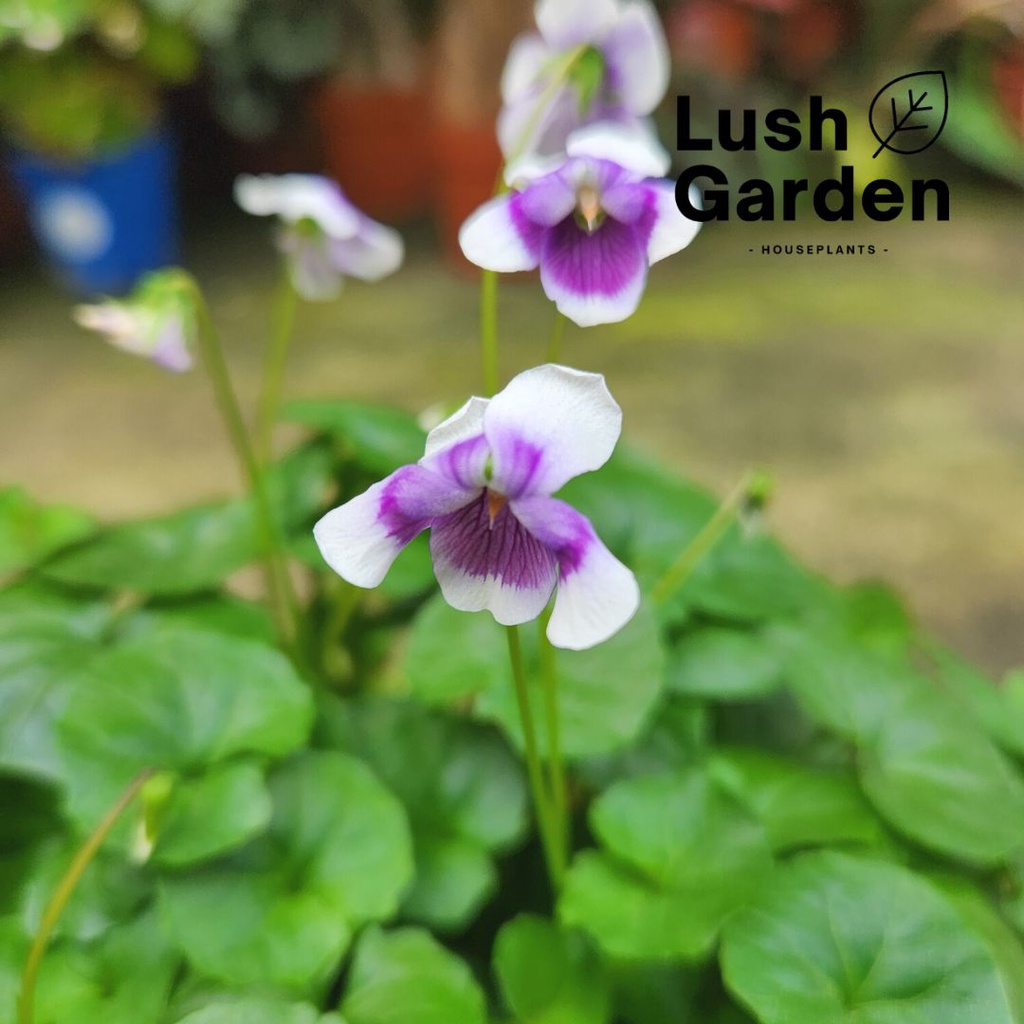 Australia Violet / Viola hederacea 澳洲菫菜 150mm Pot Live Plant Pokok ...