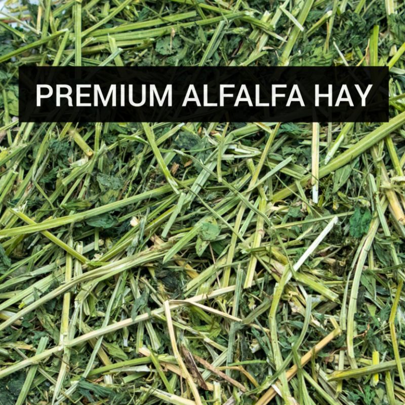 Premium Alfalfa Hay / Rumput Kering untuk Guinea Pig / Chinchilla ...