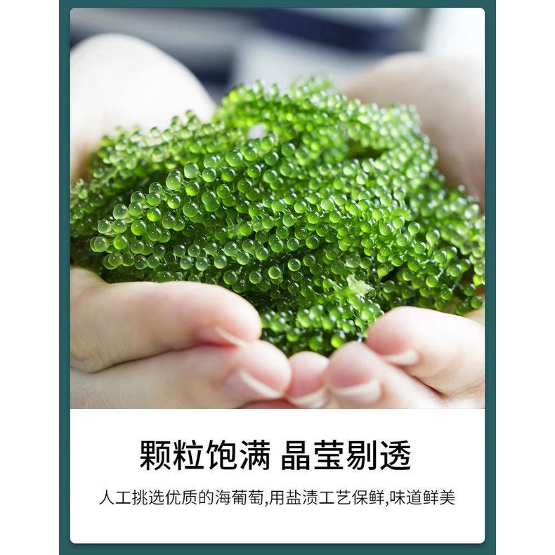 Sea Grape Kelp Silk Instant Longevity Seaweed Vegetable Sea 【Free Sauce ...