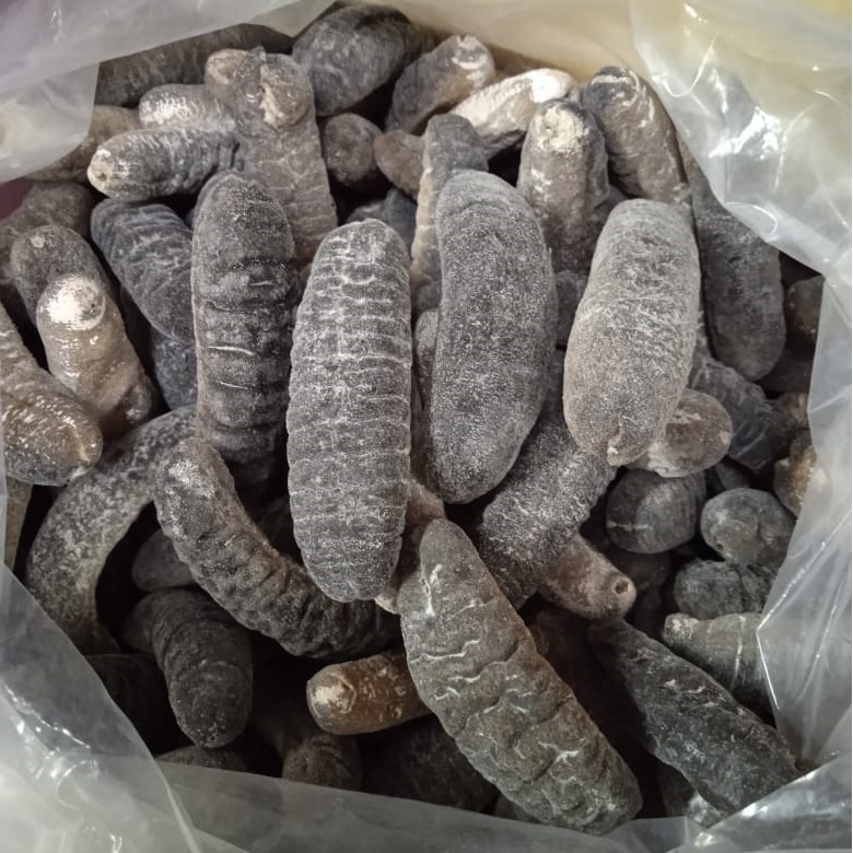 America Medium Thick Sea Cucumber 100g 金山中只厚秃参 gamat, Australia sea ...