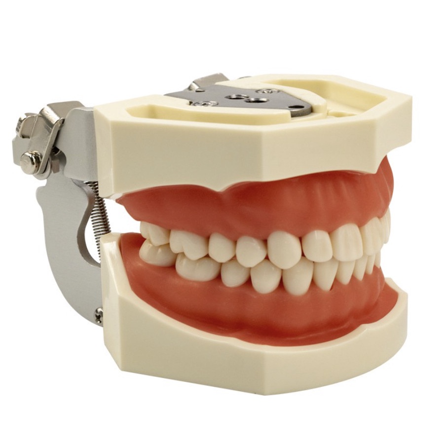 Dental Grinding Practice Jaw Model, Simulating Dental Teeth, Silicone ...