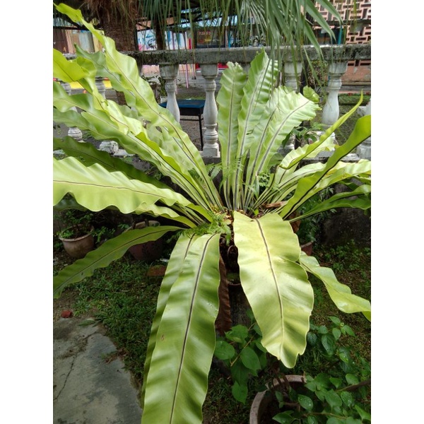 Anak Pokok Paku Langsuyar | Shopee Malaysia