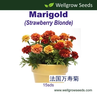 Wellgrow Seeds Official Store, Online Shop | Shopee Malaysia