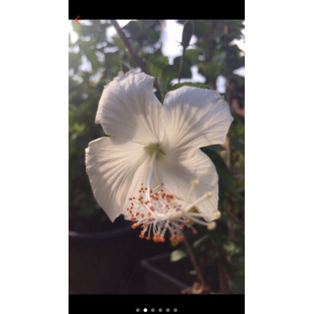 Hibiscus pokok bunga raya putih white flower Real Plant | Shopee Malaysia