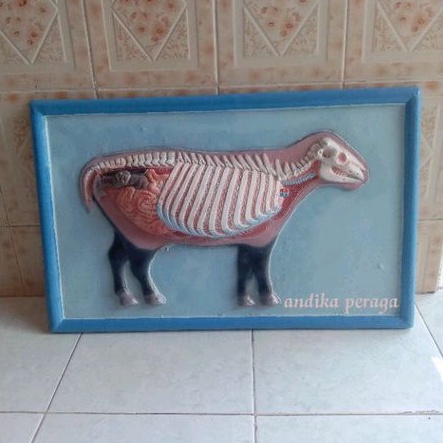 Cow Cross Section Educational Teaching Aid Cow Cross Section model ...