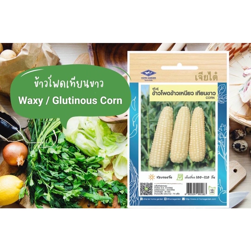 🌱 Ready Stock 🌱Waxy / Glutinous Corn Seeds / Benih Jagung Pulut Manis ... 🌱 Ready Stock 🌱Waxy / Glutinous Corn Seeds / Benih Jagung Pulut Manis ...
