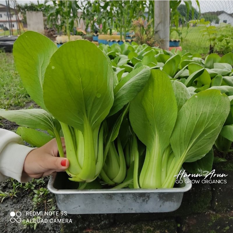 BENIH SAWI DWARF PAKCOY F1 HYBRID.PAKCOY JEPUN.VEGETABLES SEEDS ...