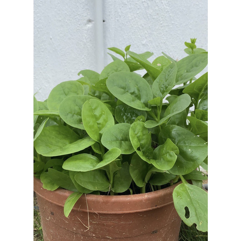 Bayam Malabar - Hijau / Mayong | Shopee Malaysia