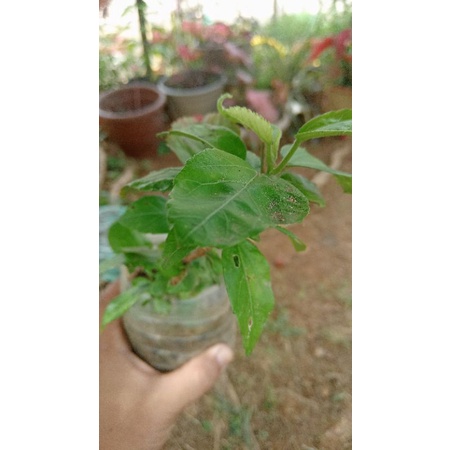 Anak pokok Bunga Raya putih | Shopee Malaysia