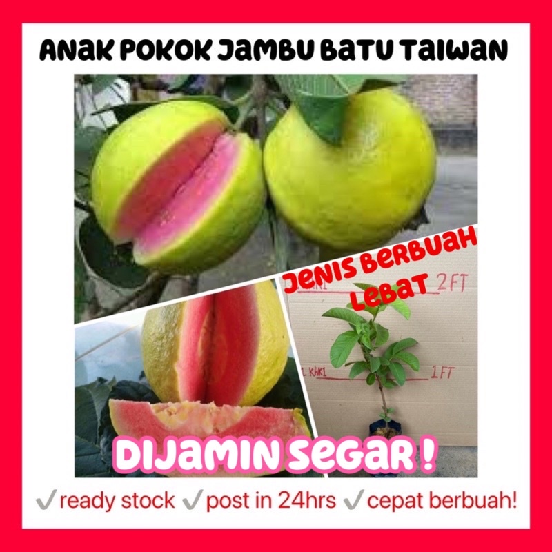 Rina • anak pokok Jambu batu taiwan • tiada biji seedless pink flesh ...
