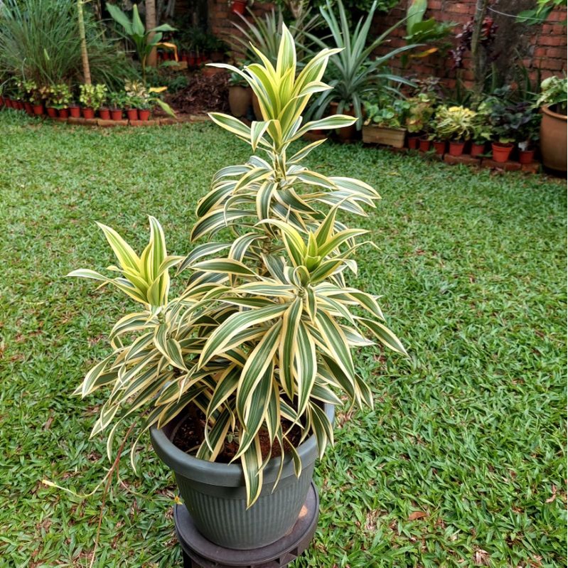Live Plant Dracaena Reflexa in Pot/ Song of India/Song of Jamaica/Pokok Dracaena Reflexa dlm ...