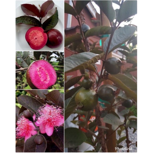 KKB Pokok Jambu Batu Purple, Purple Guava, Red Malaysian Guava | Shopee ...