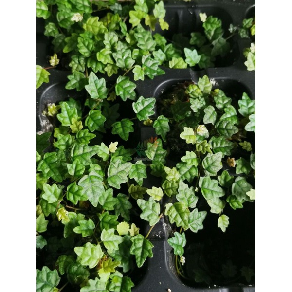 *RARE* Ficus pumila Miniature Oakleaf Fig quercifolia terrarium ...