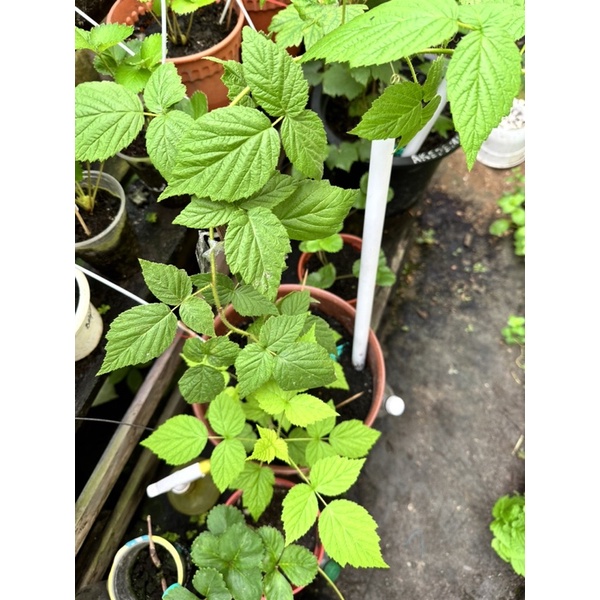 European Raspberry Plants🌿Single Season🍃 Buah Berry | Shopee Malaysia
