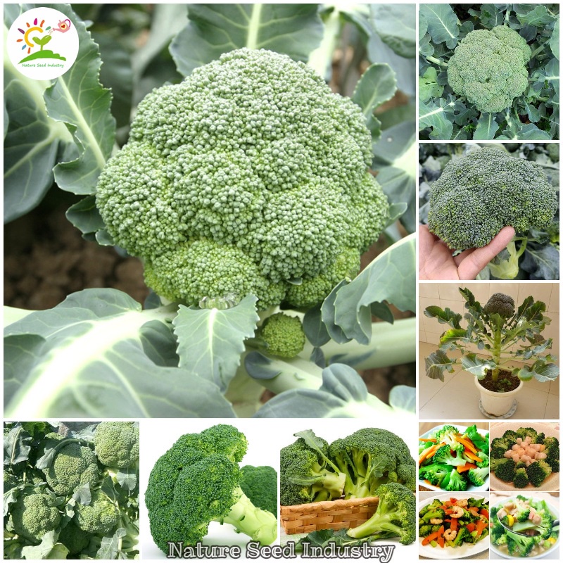 Broccoli Seeds for Planting (100 Seeds/pack, Suitable for Growing In ...