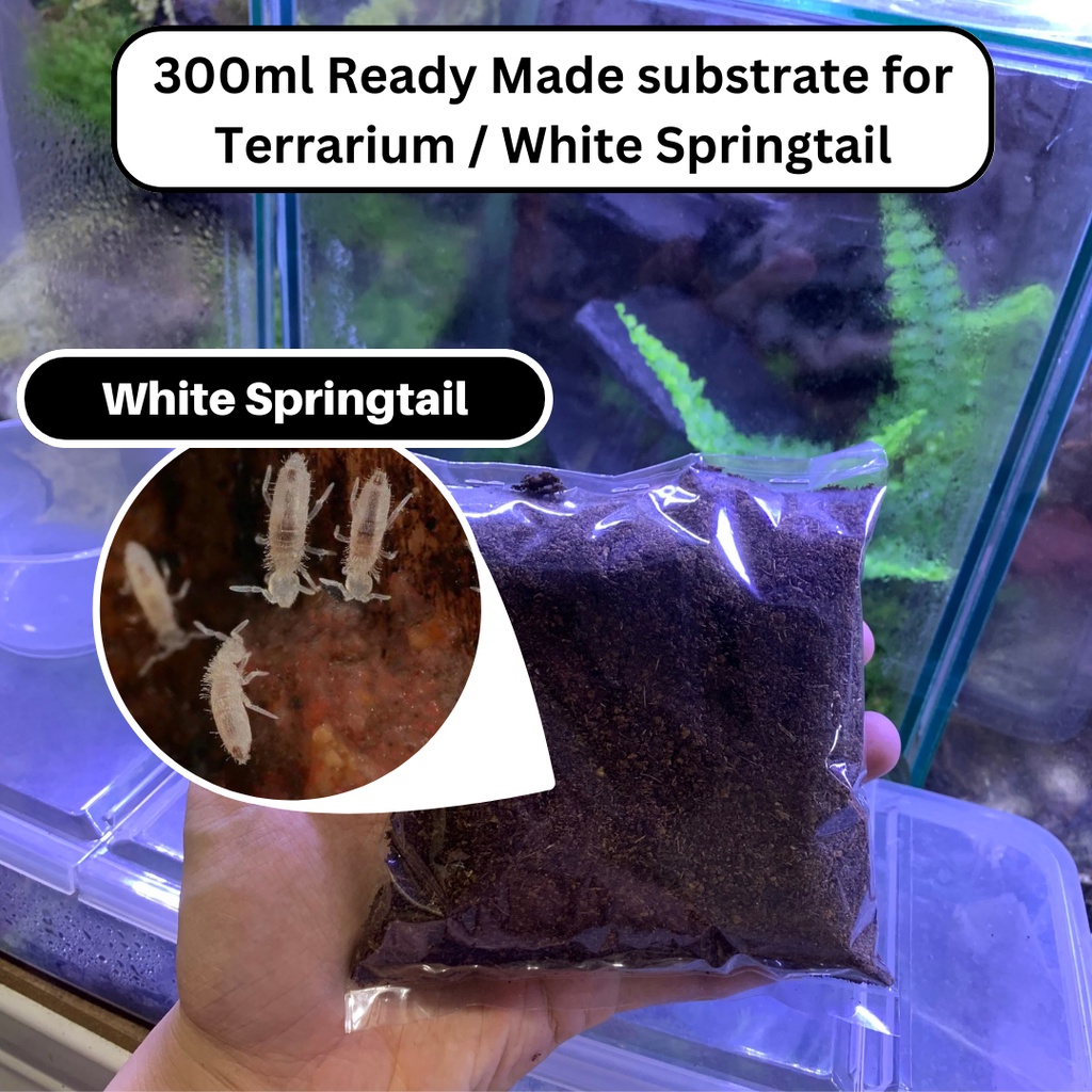[Rept Reptiles] 🔥Ready Stock / Made 300ml Terrarium / White Springtail ...