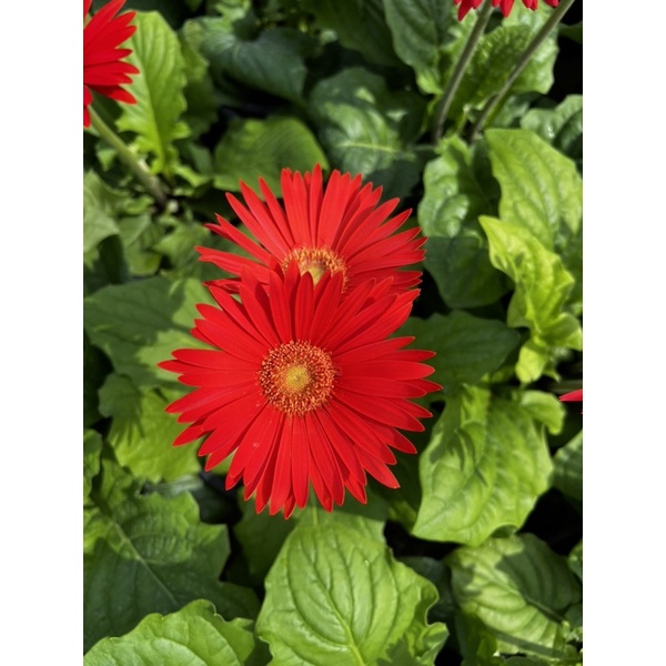 Pokok Daisy berwarna-warni / Pokok Hidup | Shopee Malaysia