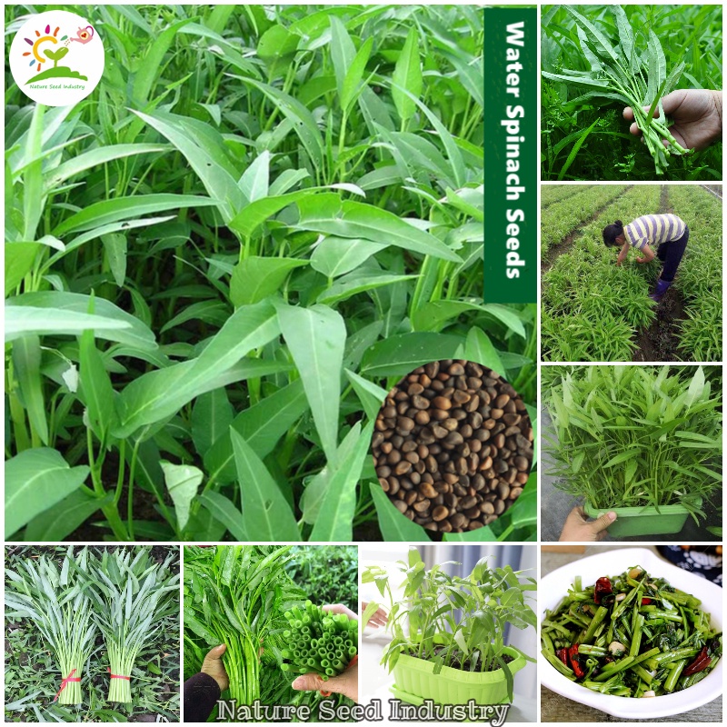 Water Spinach Seeds for Planting (20 seeds/pack, Suitable for Growing ...