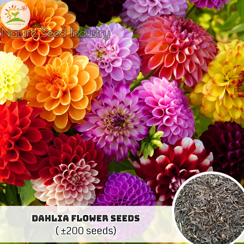 Dahlia Flower Seeds for Sale (200 Seeds/pack, Mixed Color) - Bonsai ...